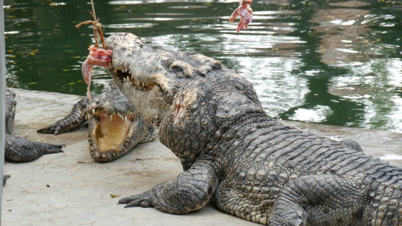 Crocodile is Tormenting Its Prey. a Crocodile is Eating Meat on a Rope ...