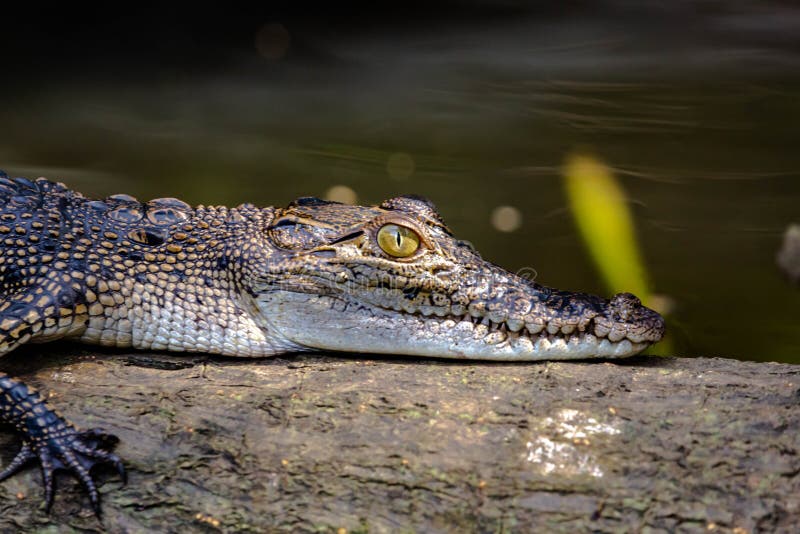 Crocodile on a tree trunk stock image. Image of animal - 158556315