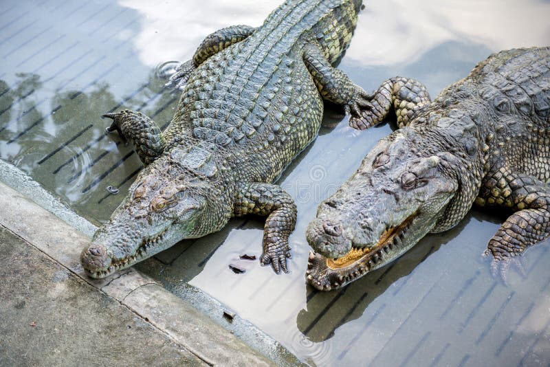 2crocodiles Stock Photos - Free & Royalty-Free Stock Photos from Dreamstime