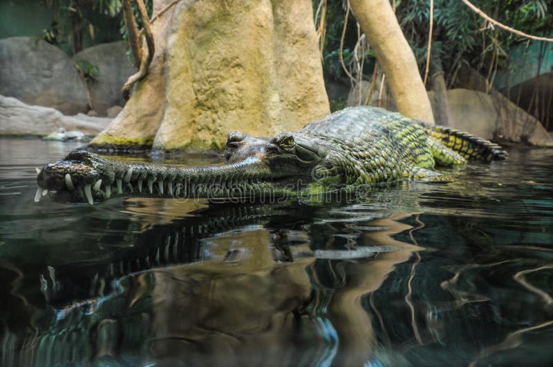 Fierce Crocodile stock image. Image of fierce, predator - 32809453