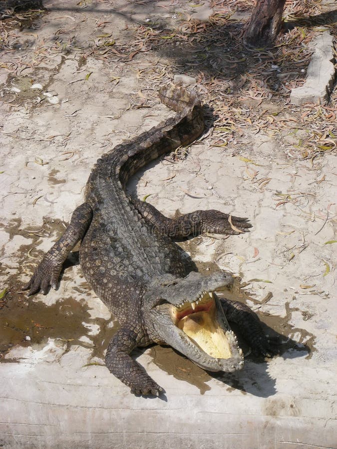 Crocodile stock image. Image of jungle, dangerous, predator - 81833555