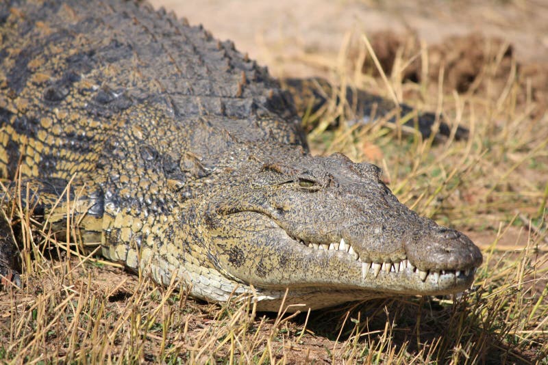 Crocodile Waits Stock Photos - Free & Royalty-Free Stock Photos from ...
