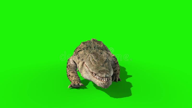 Crocodile Walkcycle Loop Front Green Screen 3D Rendering Animation ... Crocodile Walkcycle Loop Front Green Screen 3D Rendering Animation ...