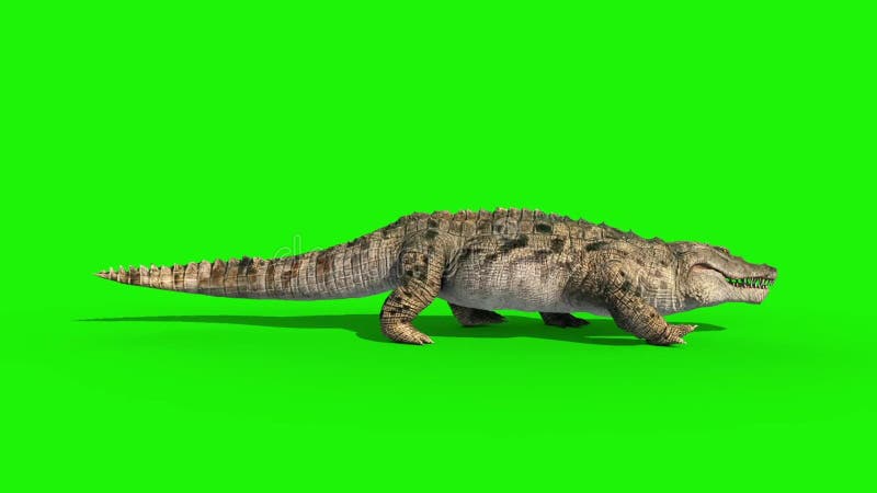 Crocodile Walkcycle Loop Front Green Screen 3D Rendering Animation ... Crocodile Walkcycle Loop Front Green Screen 3D Rendering Animation ...