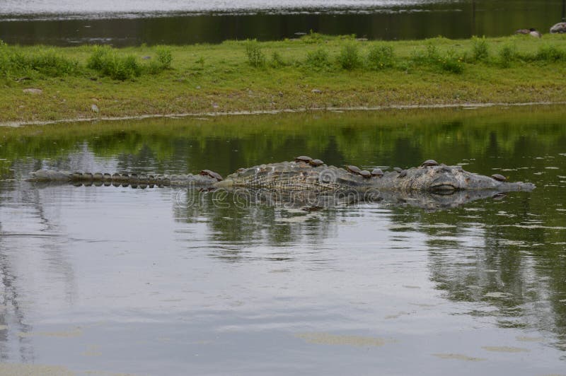 A crocodile in the water stock image. Image of summer - 118804739