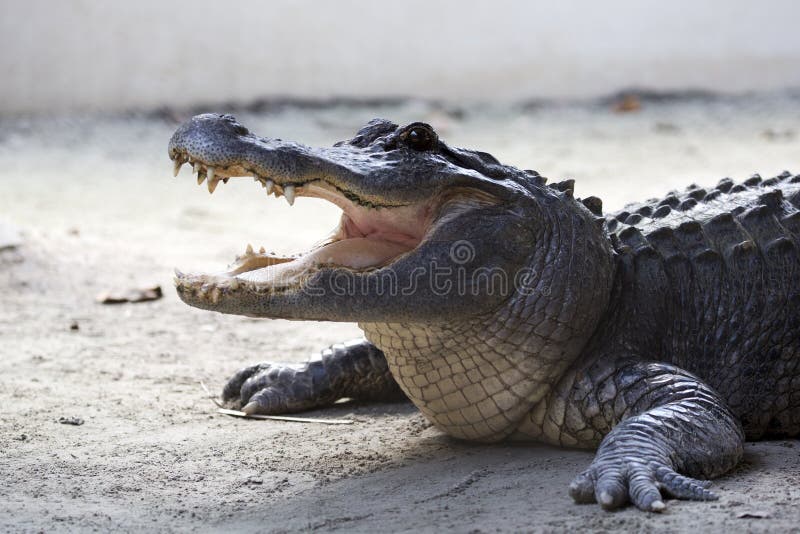 Crocodile in the water stock image. Image of alligator - 291005345
