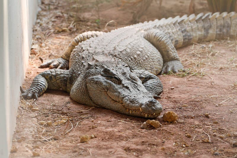 Crocodile stock photo. Image of farm, swamp, river, carnivore - 67036756