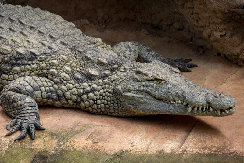Crocodile in the zoo stock image. Image of predator - 245449951