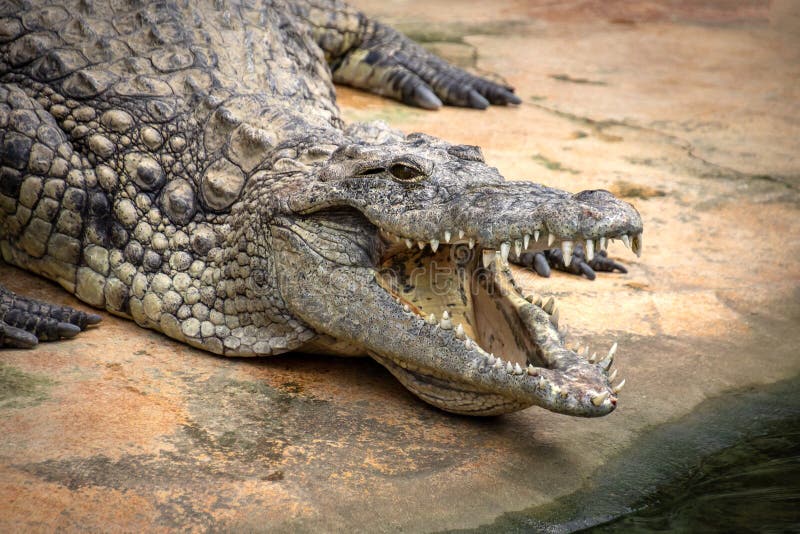 Crocodile in the zoo stock photo. Image of reptile, tropical - 245450026