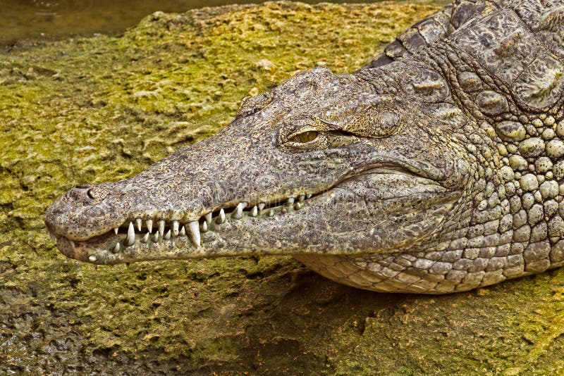Crocodile in the zoo stock image. Image of animal, jaws - 245459401