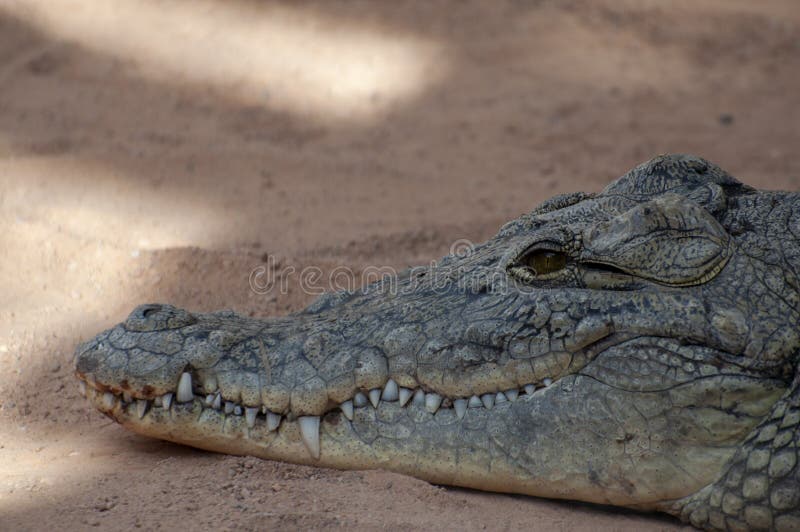 Crocodile at the zoo stock photo. Image of bleeding - 178115082