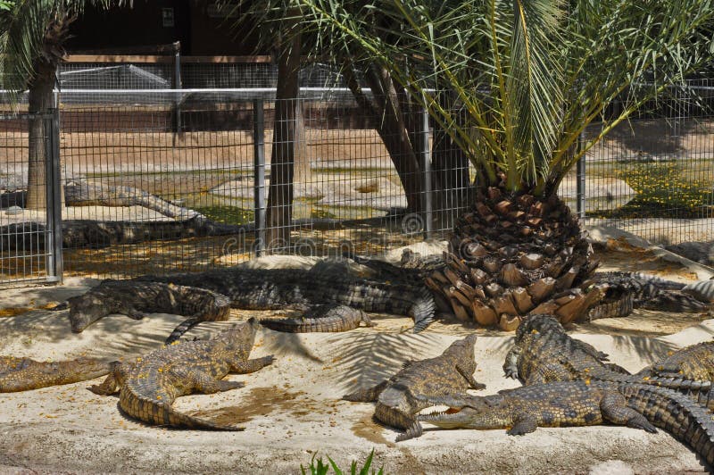 Crocodiles stock photo. Image of croc, tree, crocodile - 14851040