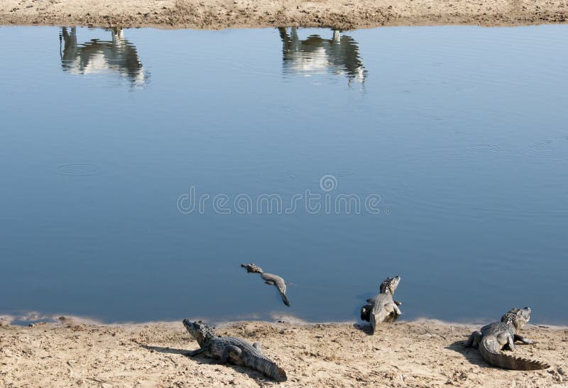 Crocodiles and Cows on the River Stock Image - Image of america, caiman ...