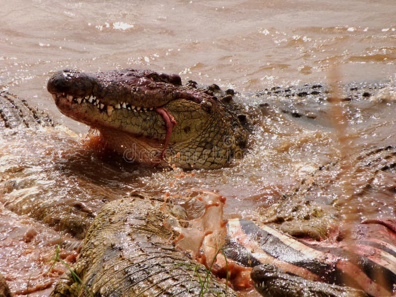 Crocodiles Eating Each Other Stock Photo - Image of crocodile ...
