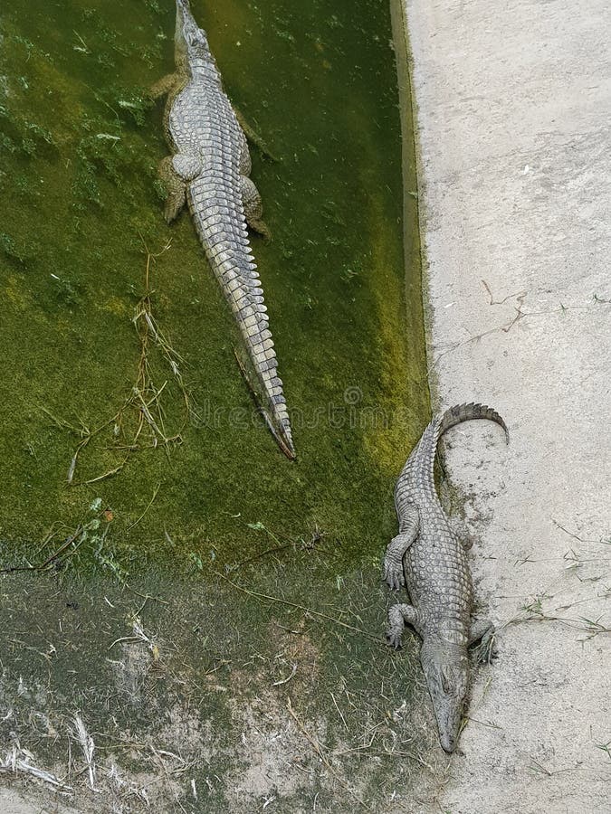 Crocodiles stock photo. Image of crocodiles, nairobiwildlife - 93218540