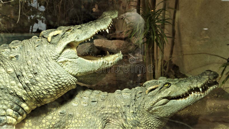 Crocodiles mating stock image. Image of amour, mate - 141393827