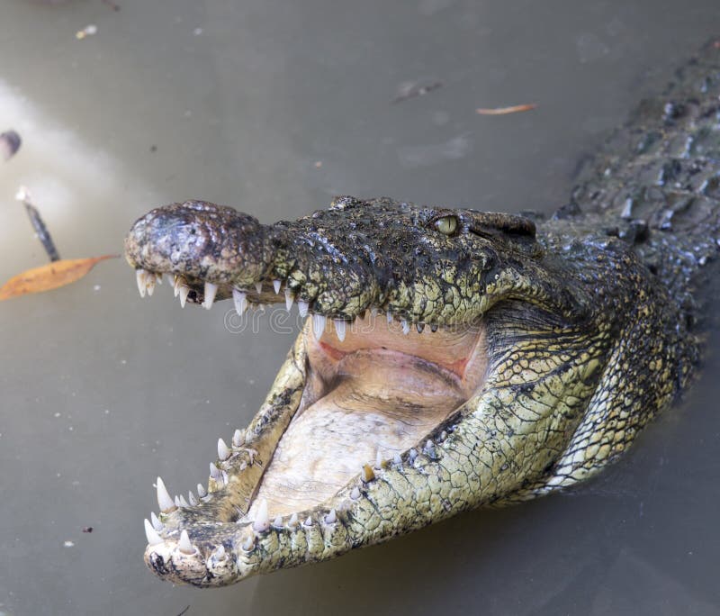 Crocodiles portrait stock image. Image of closeup, reptile - 66611991