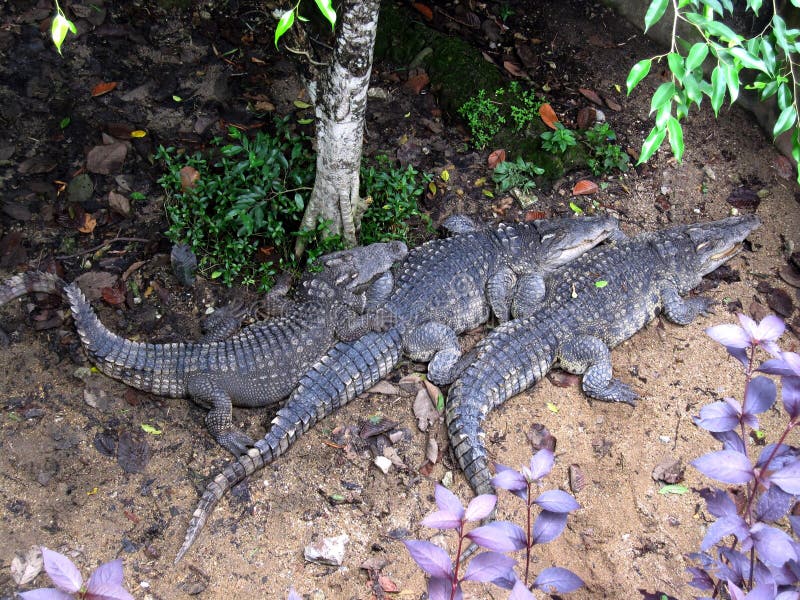 Crocodiles stock photo. Image of crocodile, large, gator - 58612148