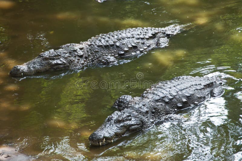 Crocodiles In A Swamp Stock Photo - Image: 37061650