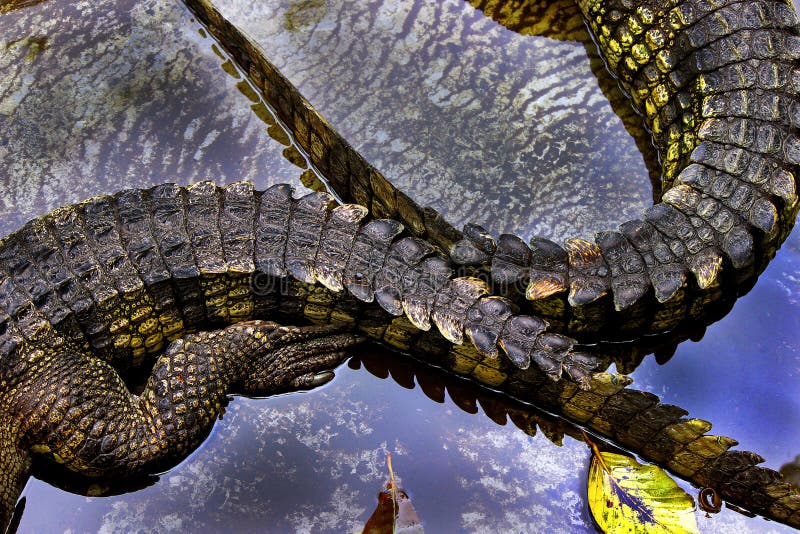 Crocodiles tails close up stock photo. Image of scaly - 75046044