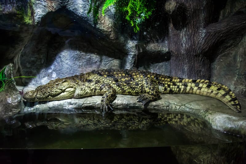 Crocodiles stock image. Image of alligator, river, tropical - 213666615
