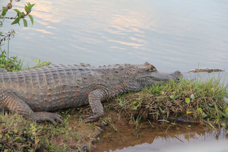 Crocodilia, Alligator, Crocodile, American Alligator Picture. Image ...