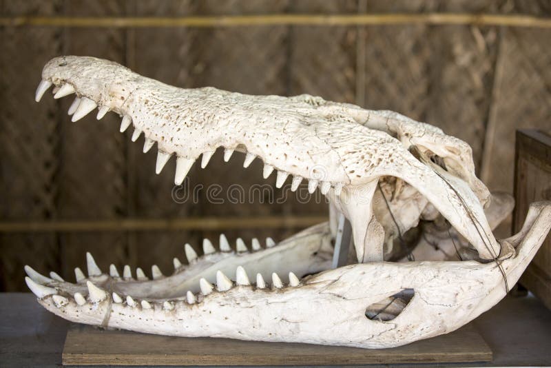 Bone, Skull, Jaw, Skeleton Picture. Image: 100705678