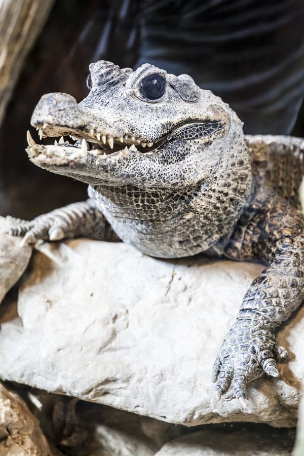 Crocodilia (Crocodylia) O Coccodrillo Immagine Stock - Immagine di ...