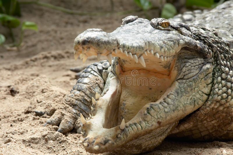 Crocodilo indiano imagem de stock. Imagem de nave, animal - 15294341