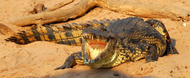 Crocodilo africano foto de stock. Imagem de crocodilo - 7221516