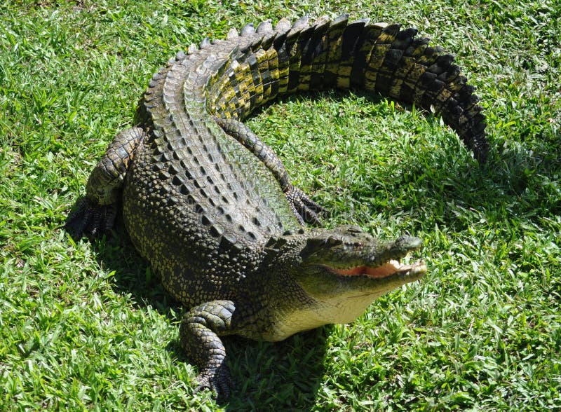 Crocodilo australiano imagem de stock. Imagem de crocodilo - 15045617