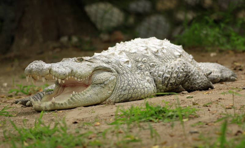 Crocodilo indiano imagem de stock. Imagem de nave, animal - 15294341