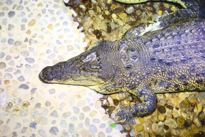 Crocodilos Fotos De Stock - Baixe 6,361 Fotos Royalty Free