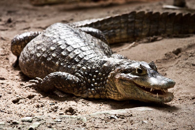 Crocodylidae stock photo. Image of nature, alligator - 15373414