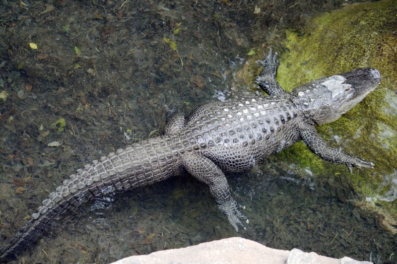 Nile Crocodile stock image. Image of basking, mouth, deadly - 1119029