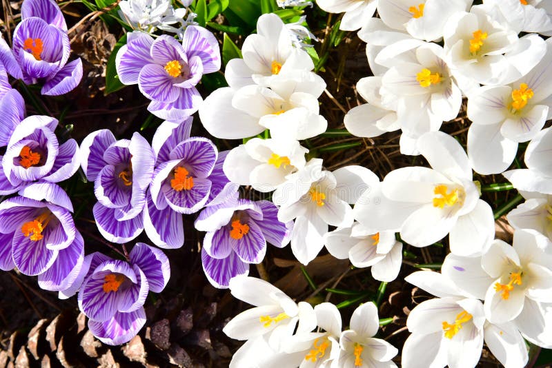 Crocos Que Crescem No Ambiente Natural Imagem de Stock - Imagem de ...