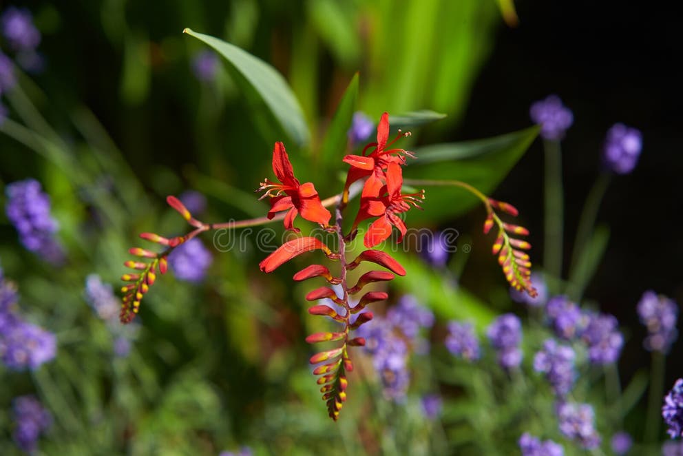 A Crocosmia Called Lucifer in a Garden Setting. Stock Photo - Image of ...