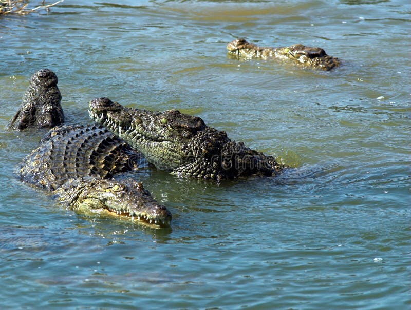 Crocs peligrosos foto de archivo. Imagen de monstruo, peligro - 770988