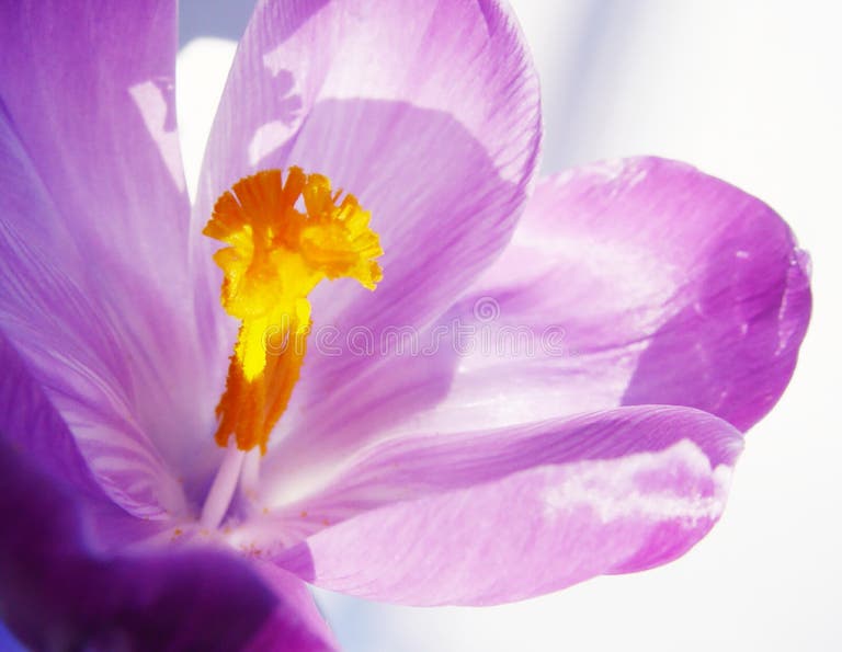 Crocus stock photo. Image of closeup, structure, crocus - 10896