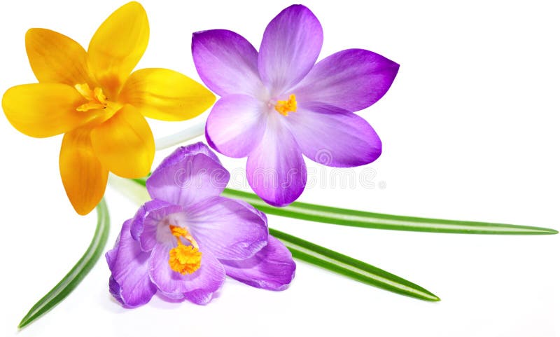 Crocus Spring Flowers stock photo. Image of elegant, design - 24125386