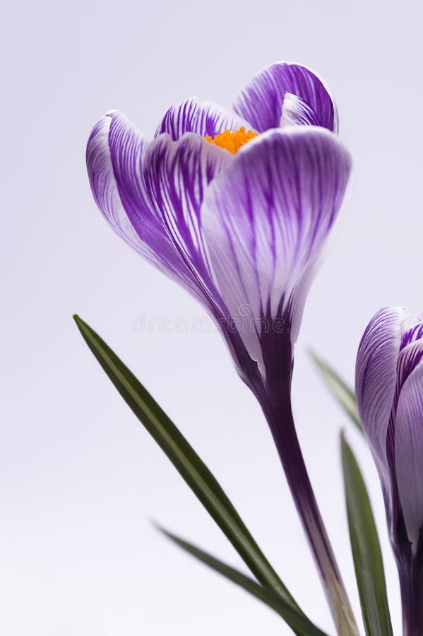 Crocus stock photo. Image of petal, spring, purple, season - 13080122