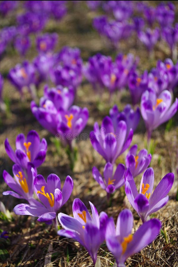 Crocus stock photo. Image of march, spring, violet, bloom - 13341336