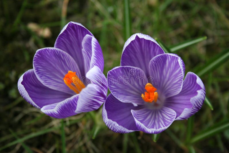 Crocus stock photo. Image of purple, onion, spring, flowers - 13378528