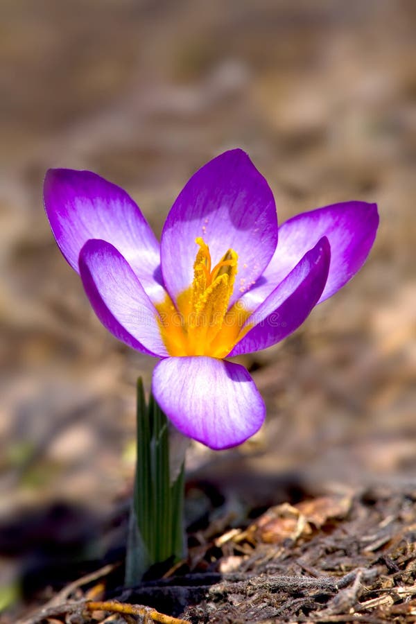 Crocus stock photo. Image of petal, color, flower, nature - 13695288