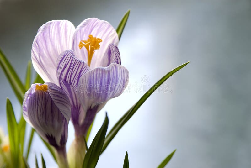 African Iris stock photo. Image of garden, close, closeup - 4019600