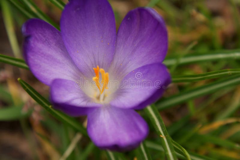 153 Salverform Flower Stock Photos - Free & Royalty-Free Stock Photos ...