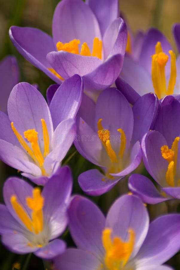 Crocus stock image. Image of bunch, early, meadow, light - 18020531