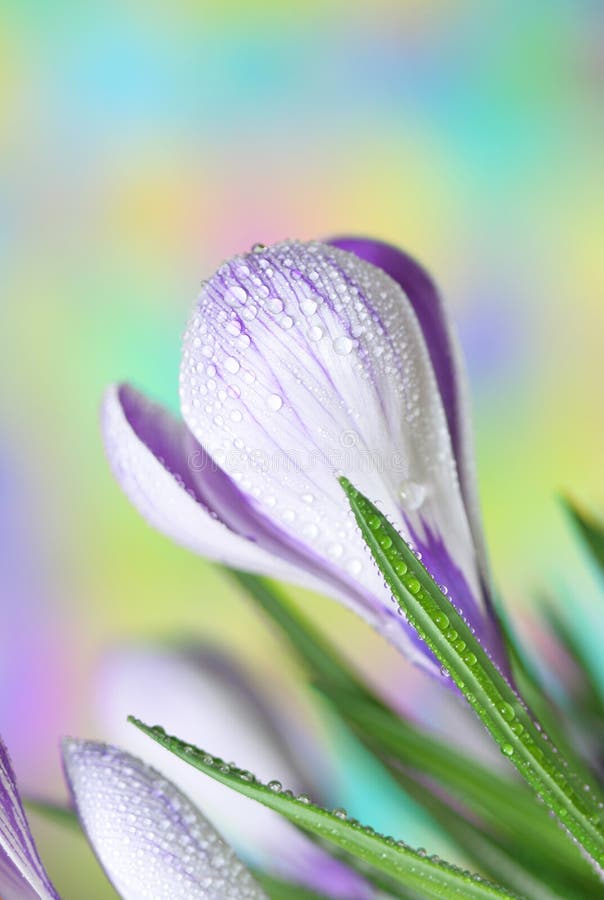 Crocus stock photo. Image of flower, stem, leaf, field - 18525394