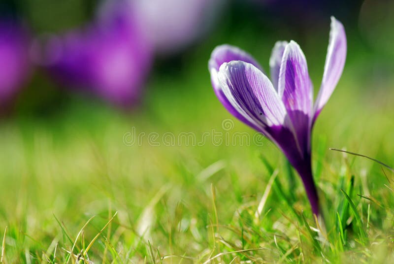 Spring White Crocus Flowers on White Background Stock Image - Image of ...