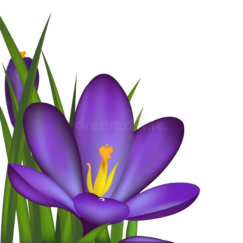 Crocus Stock Illustrations – 13,383 Crocus Stock Illustrations, Vectors ...